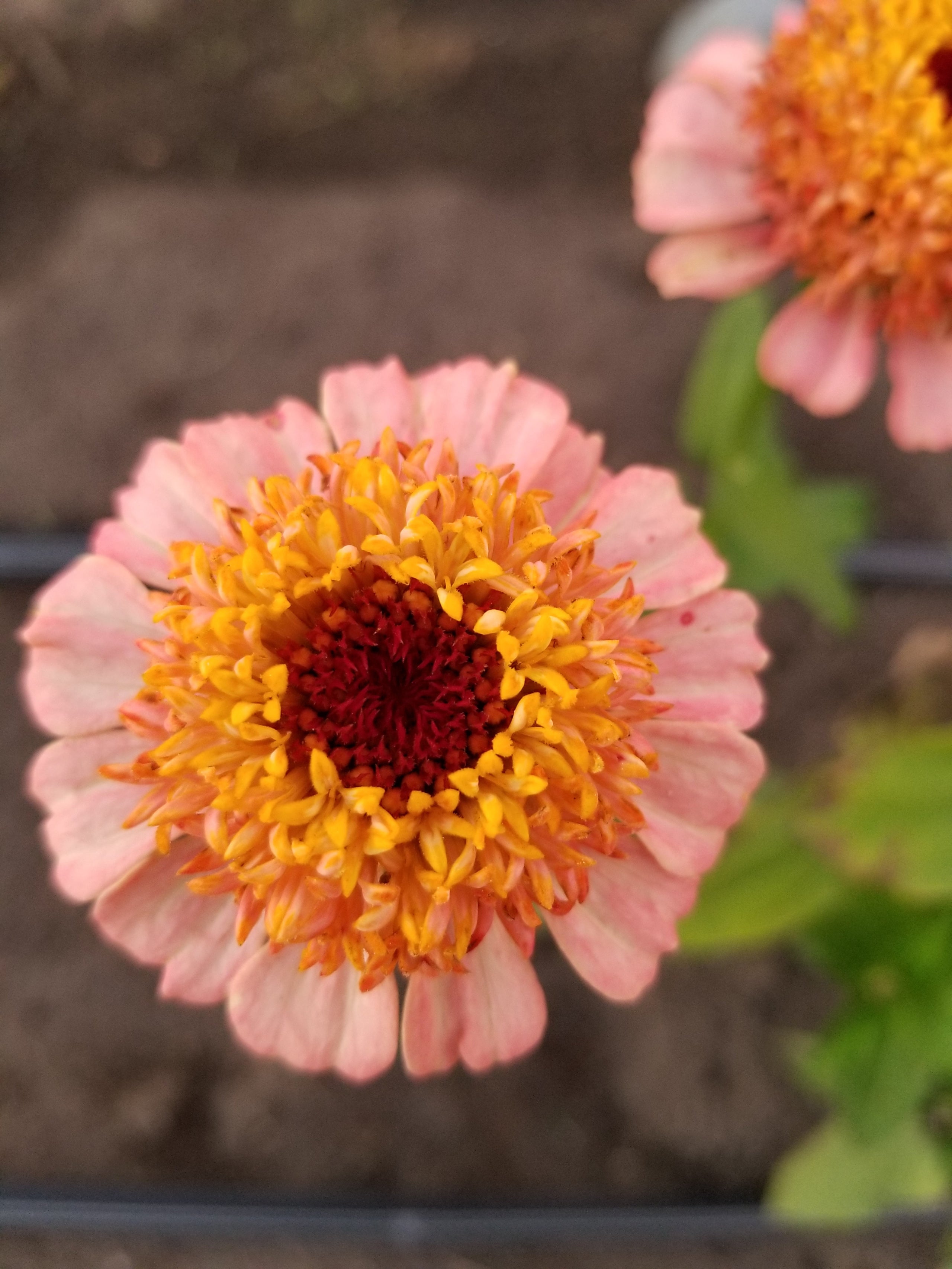 Zinnias Single | Heaven's Meadow Flowers